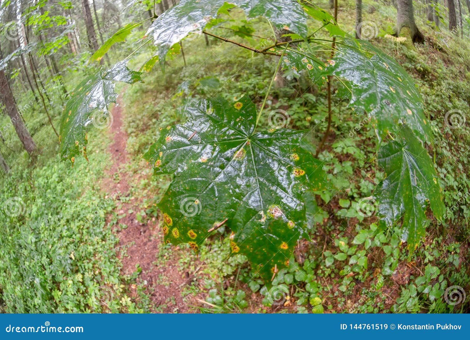 Wet maple leaf stock image. Image of flora, leaf, environment - 144761519