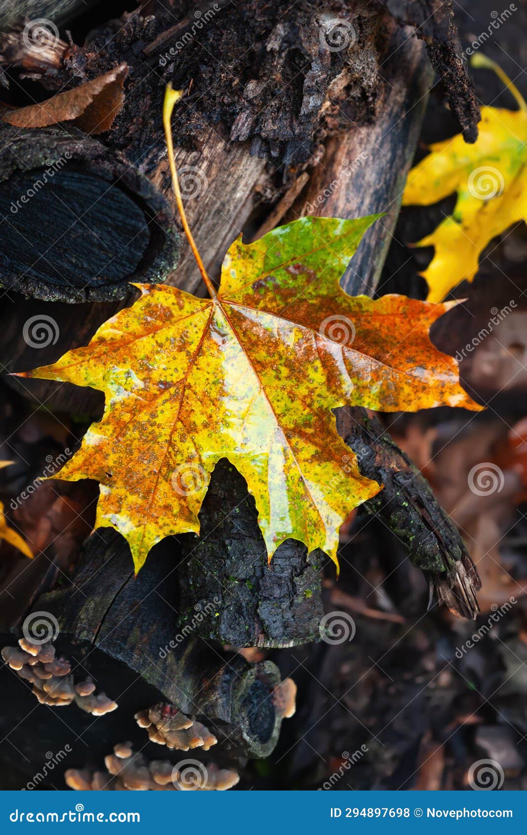Wet Maple Leaf. Yellow Fallen Leaf in the Rain. Fading Leaf Close-up ...