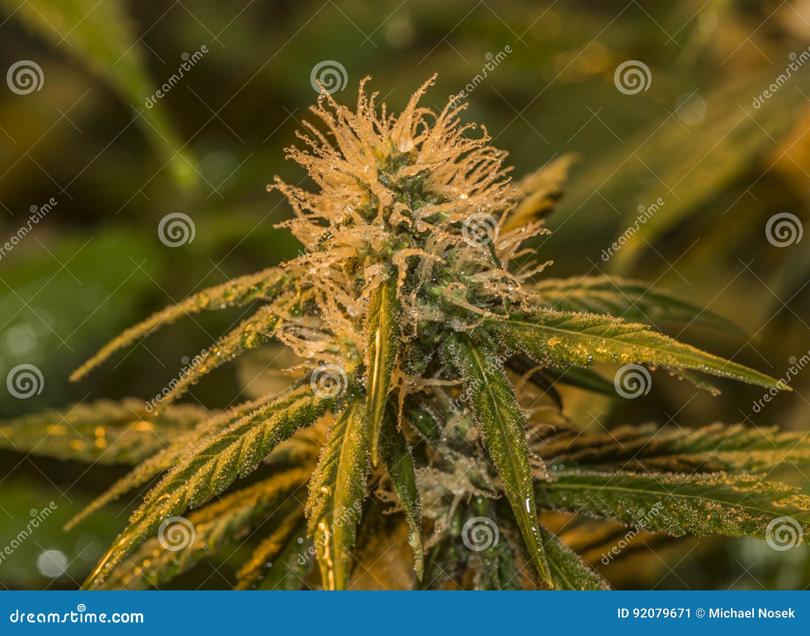 Wet Marijuana Flower Bloom with Orange Light Stock Image - Image of ...