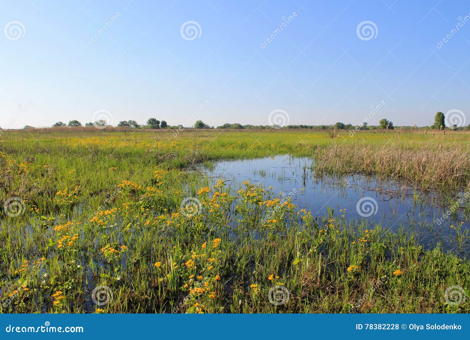 Wet Meadow with Marsh Marigolds Stock Photo - Image of nature, gold ...