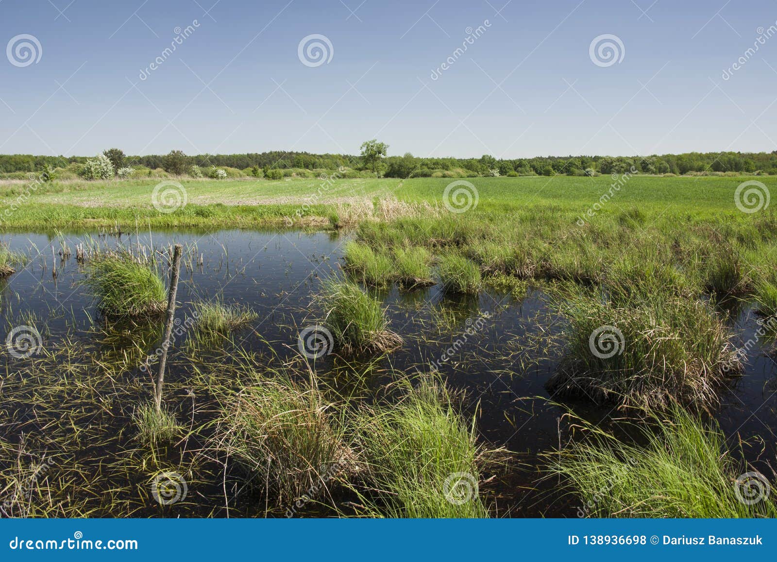 Wet Meadows, Forest and Blue Sky Stock Photo - Image of swamp ...