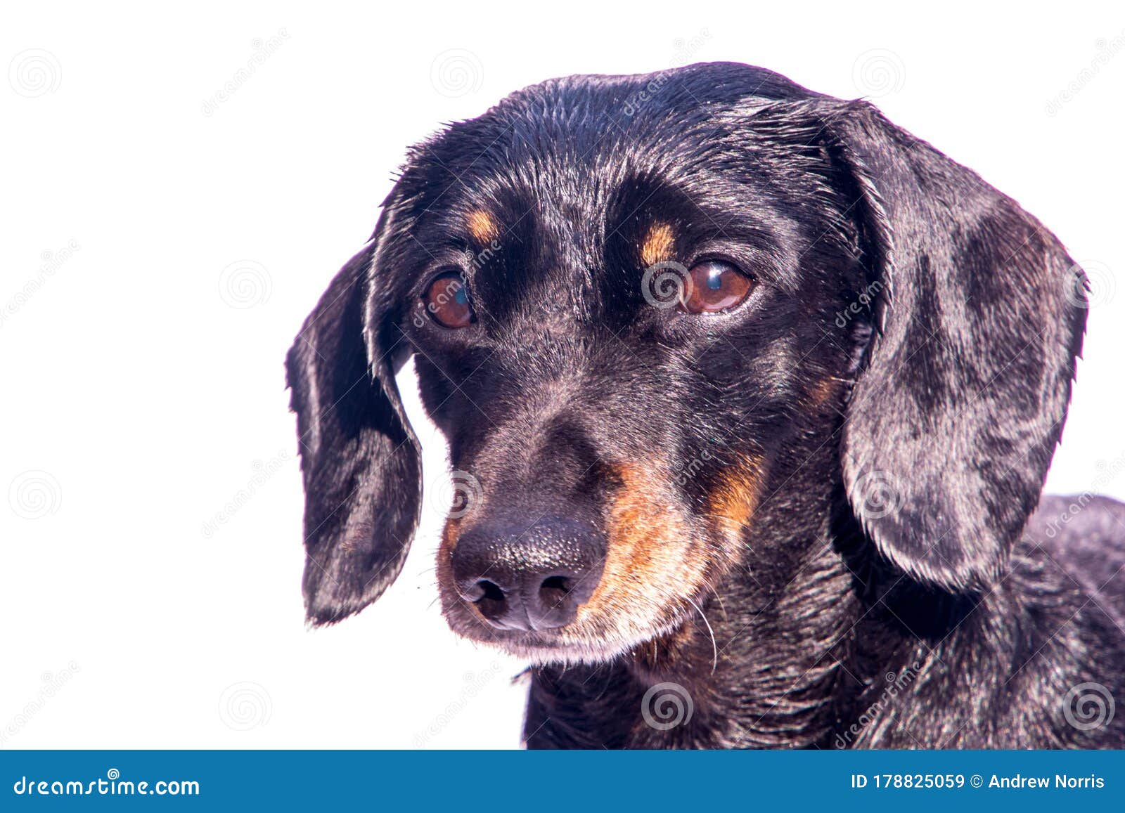 Unimpressed Dog Face