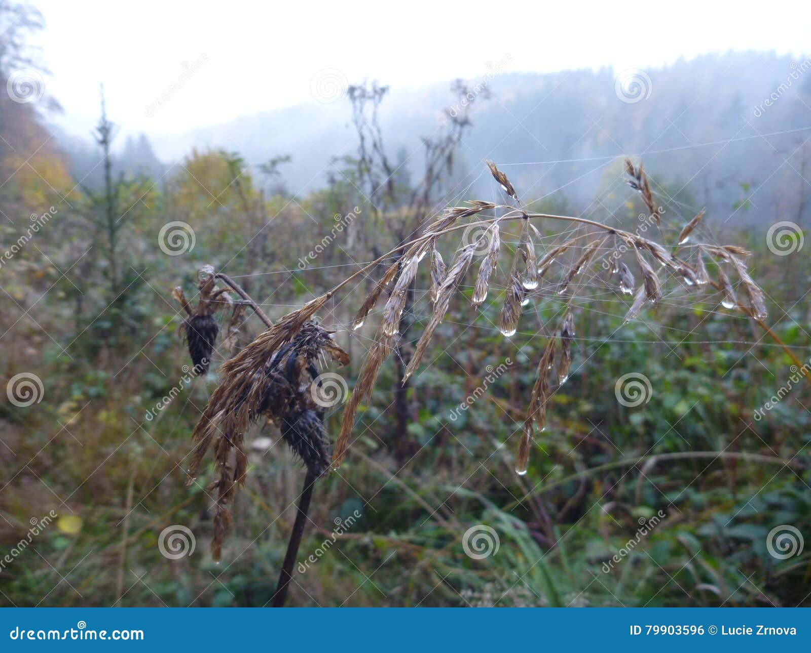 Wet and Misty Autumn Morning with Water Drops on Grass Stock Photo ...