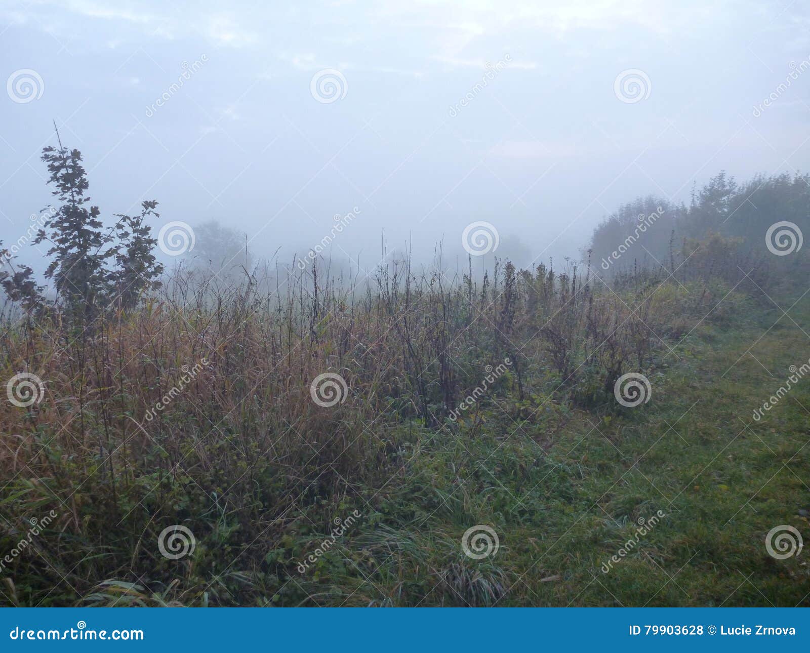 Wet and Misty Autumn Morning with Water Drops on Grass Stock Photo ...