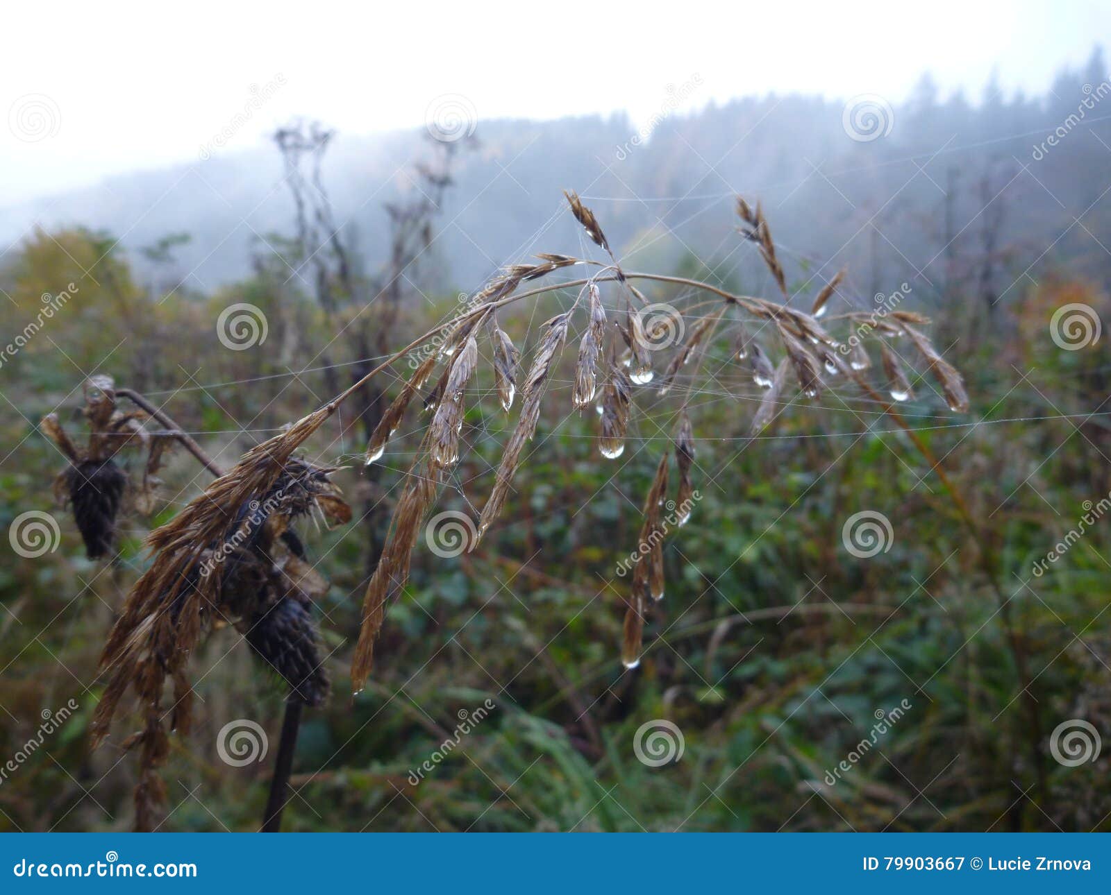 Wet and Misty Autumn Morning with Water Drops on Grass Stock Image ...