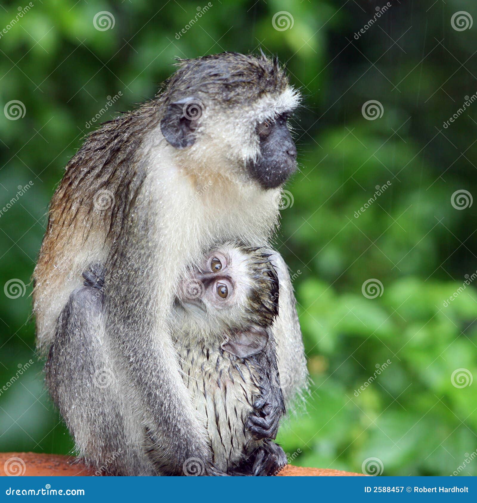 Wet monkey stock image. Image of nature, vervet, child - 2588457