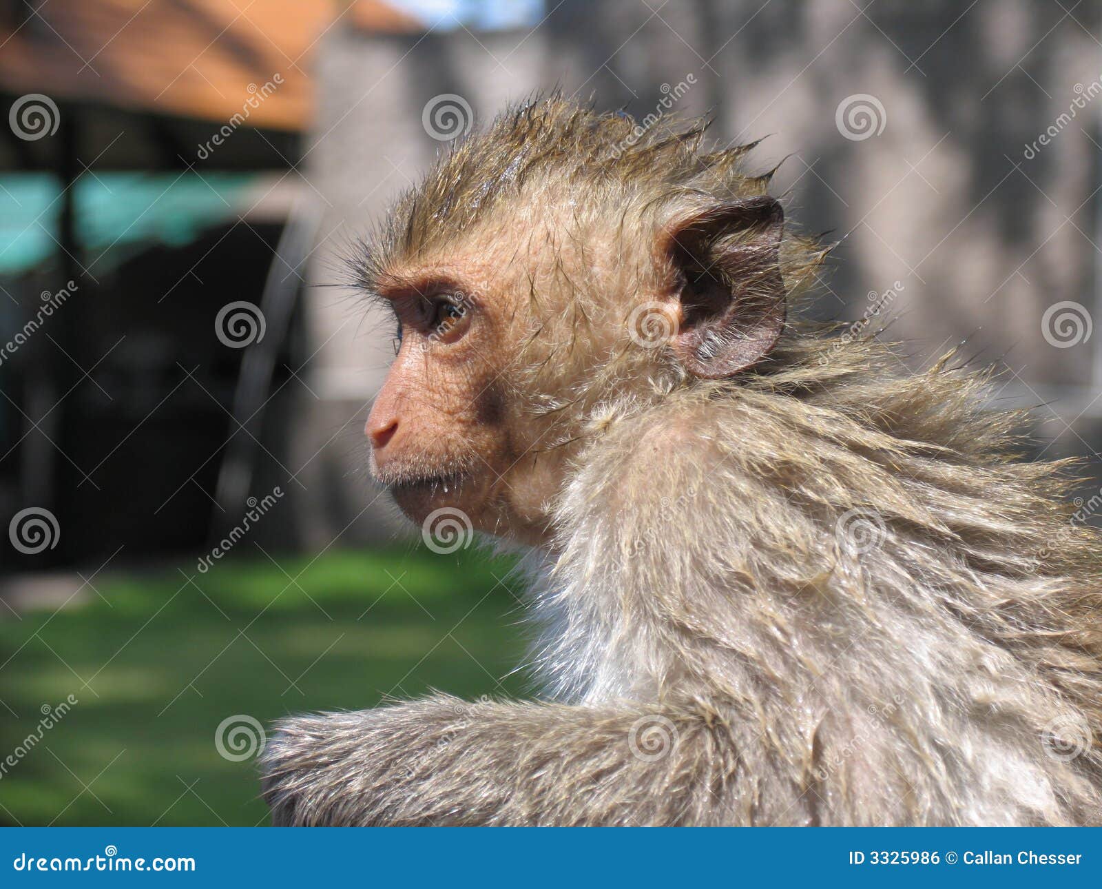 Wet Monkey Picture. Image: 3325986
