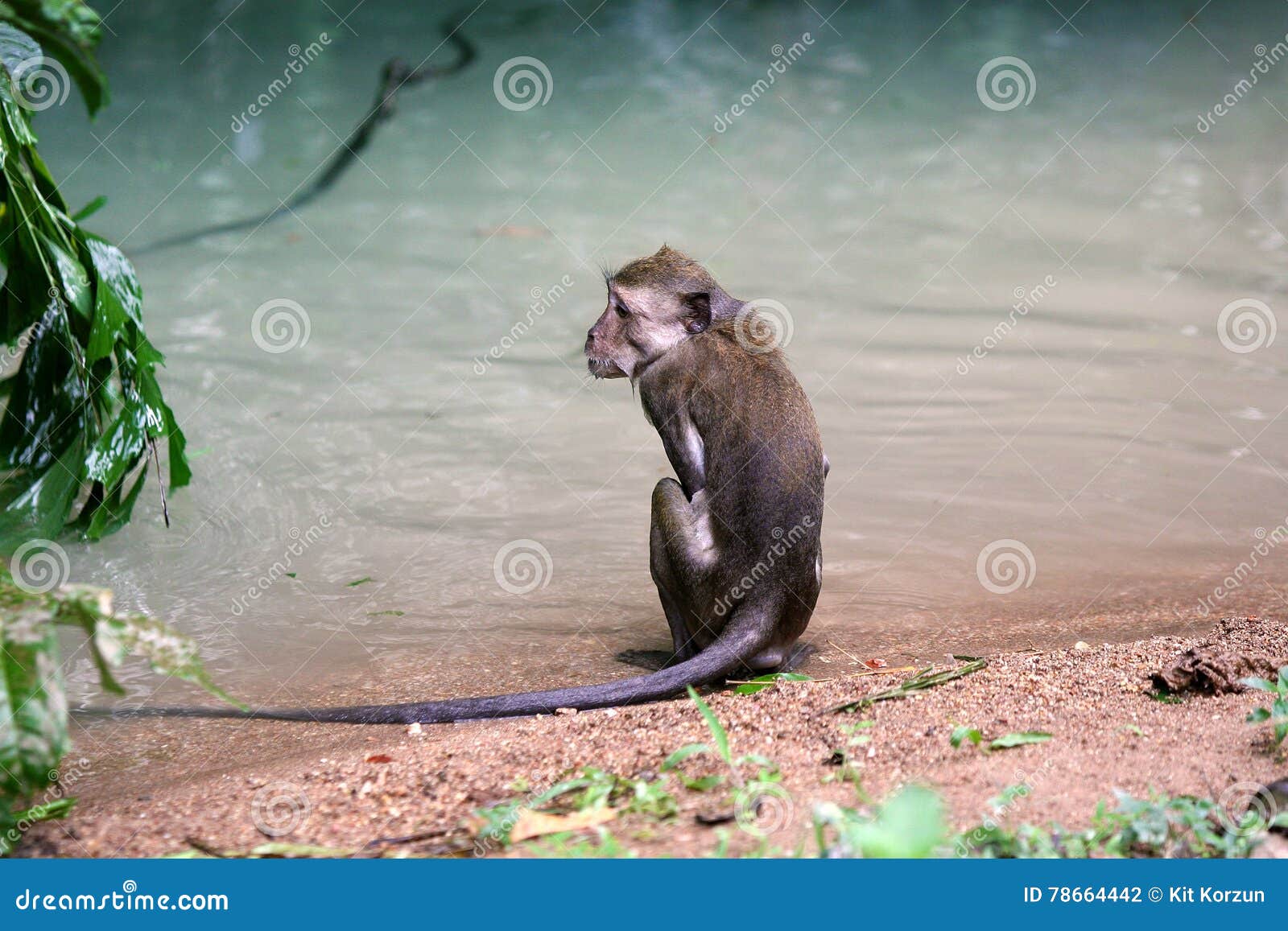Wet monkey stock photo. Image of unhappy, macaca, long - 78664442