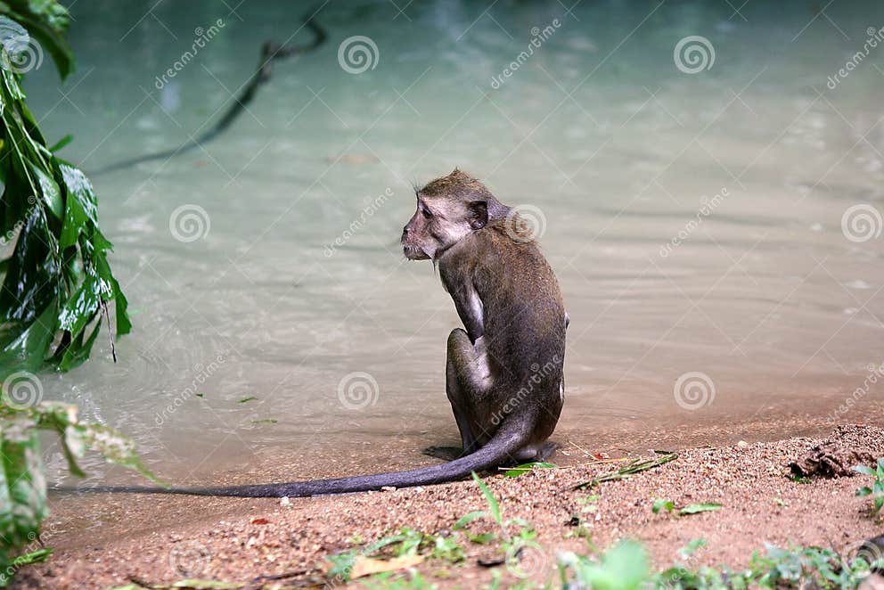 Wet monkey stock photo. Image of unhappy, macaca, long - 78664442