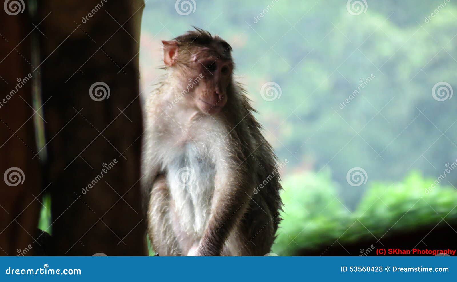 Wet Monkey stock photo. Image of blur, face, forest, wild - 53560428