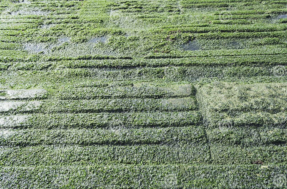 Wet moss stock image. Image of fungus, lichen, damp, background - 42356789