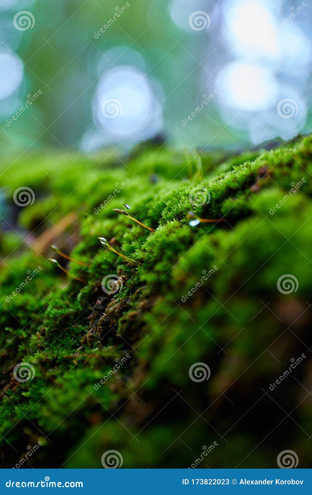 Moss sprouts after rain stock image. Image of nature - 173822023