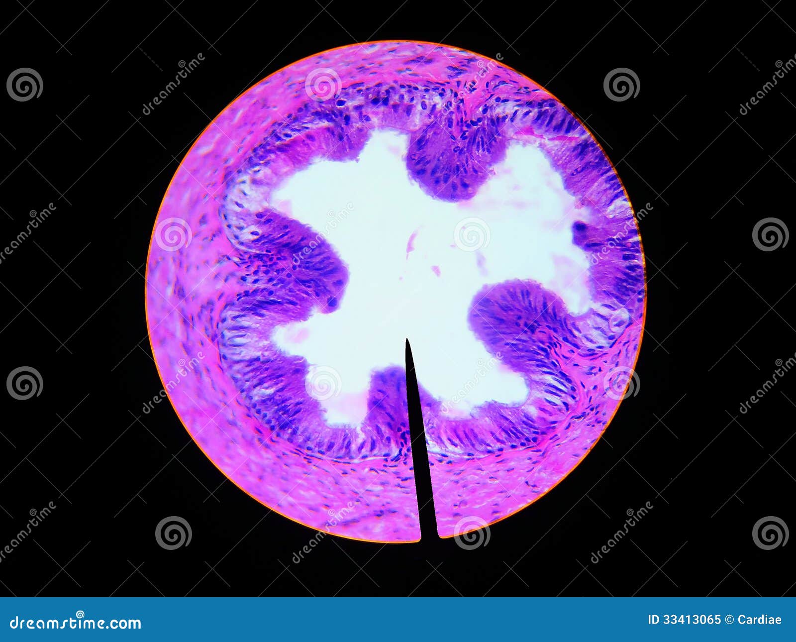 272 Vas View Stock Photos - Free & Royalty-Free Stock Photos from ...