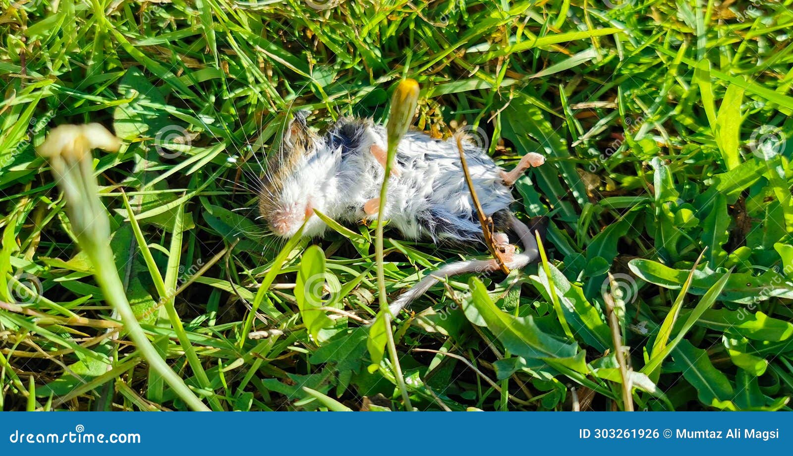Wet Mouse Lying in Green Grass Stock Photo - Image of flower, animal ...