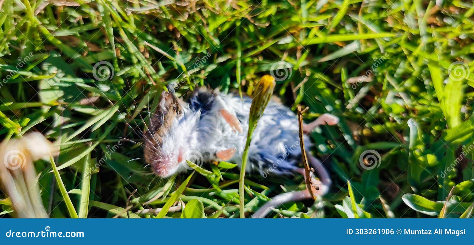 Wet Mouse Lying in Green Grass Stock Photo - Image of space, close ...