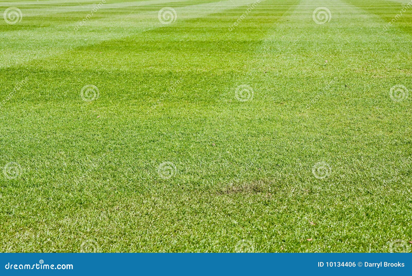 Wet Mown Grass stock photo. Image of lawn, fescue, mowed - 10134406