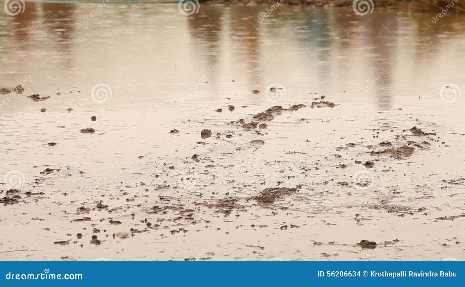 Wet Mud in the fields stock footage. Video of shoots - 56206634