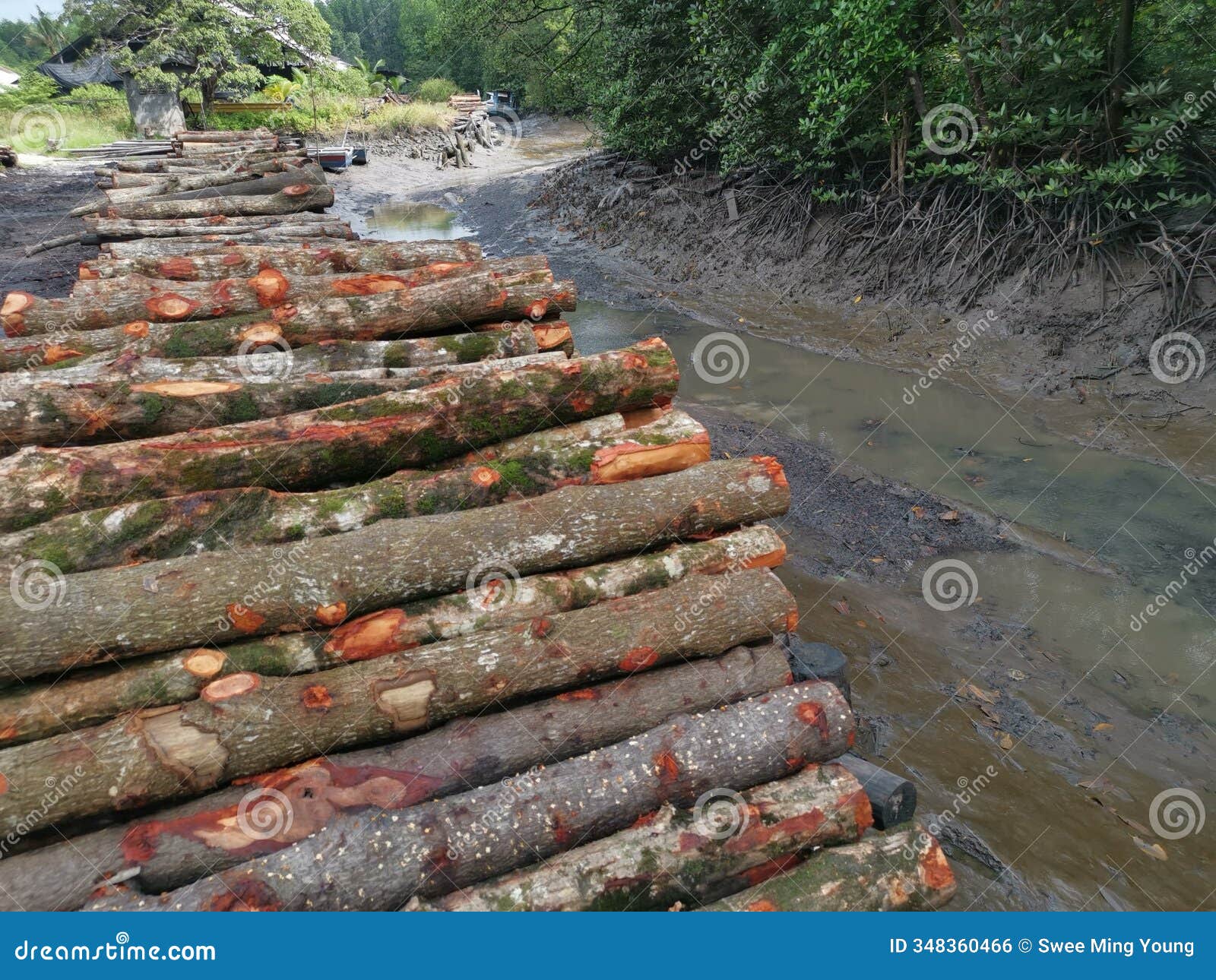 Wet and Muddy Environment Scene Around the Vicinity of Mangrove Logs ...