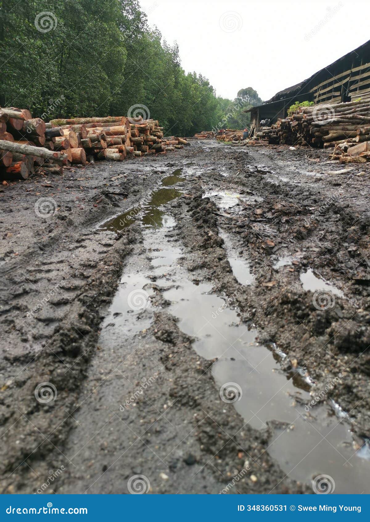 Wet and Muddy Environment Scene Around the Vicinity of Mangrove Logs ...