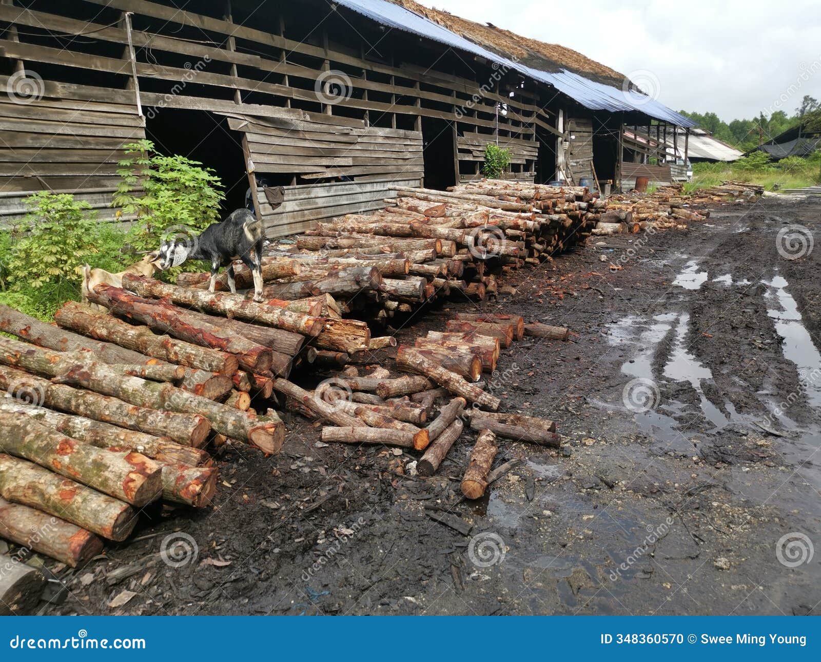 Wet and Muddy Environment Scene Around the Vicinity of Mangrove Logs ...