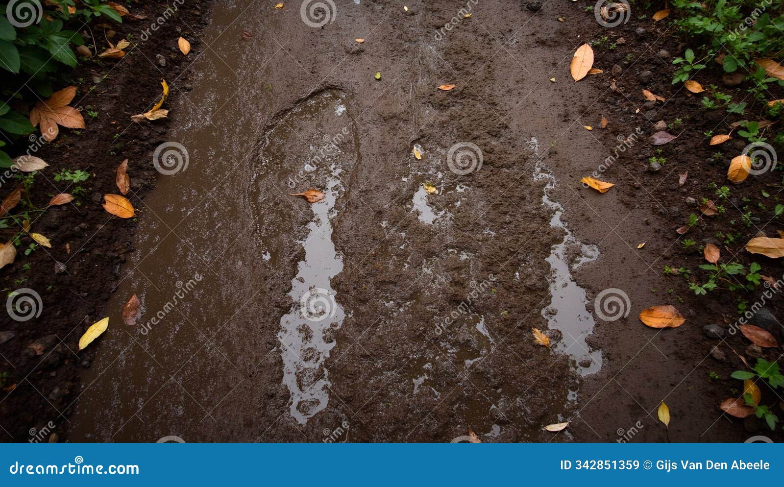 Wet Muddy Path with Footprints Leaves in Forest Setting Stock ...