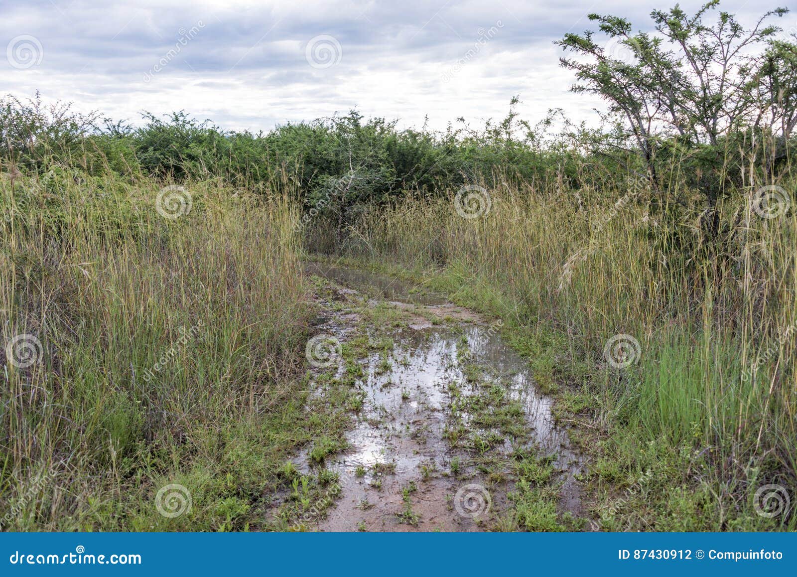 Wet and muddy terrain stock photo. Image of plants, nature - 87430912