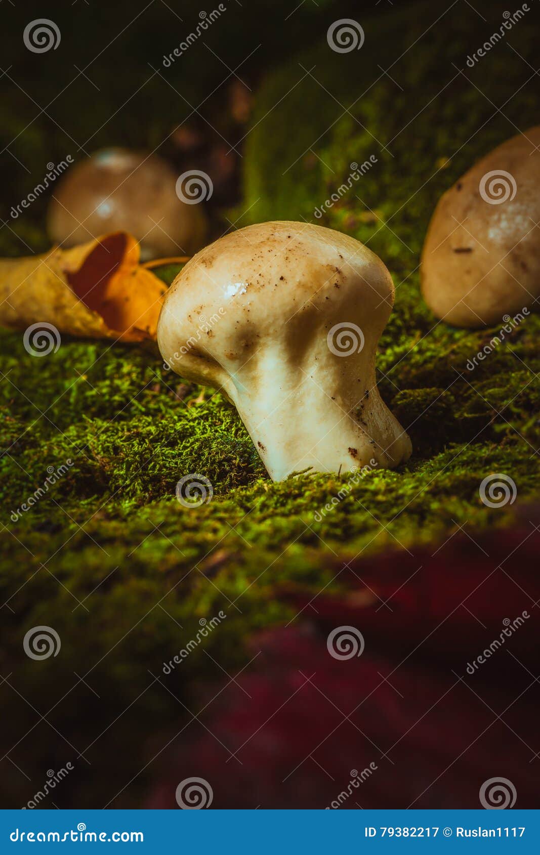 Wet Mushroom Puffball Grows on Green Moss Stock Image - Image of fungi ...