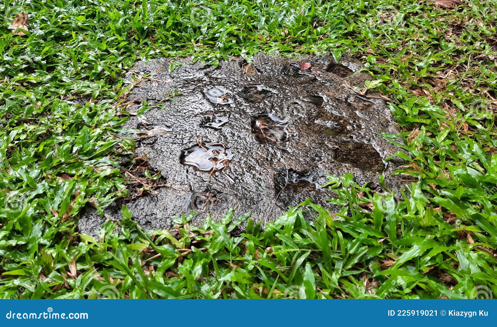 Wet Natural Stone Steps among the Green Grass Stock Image - Image of ...