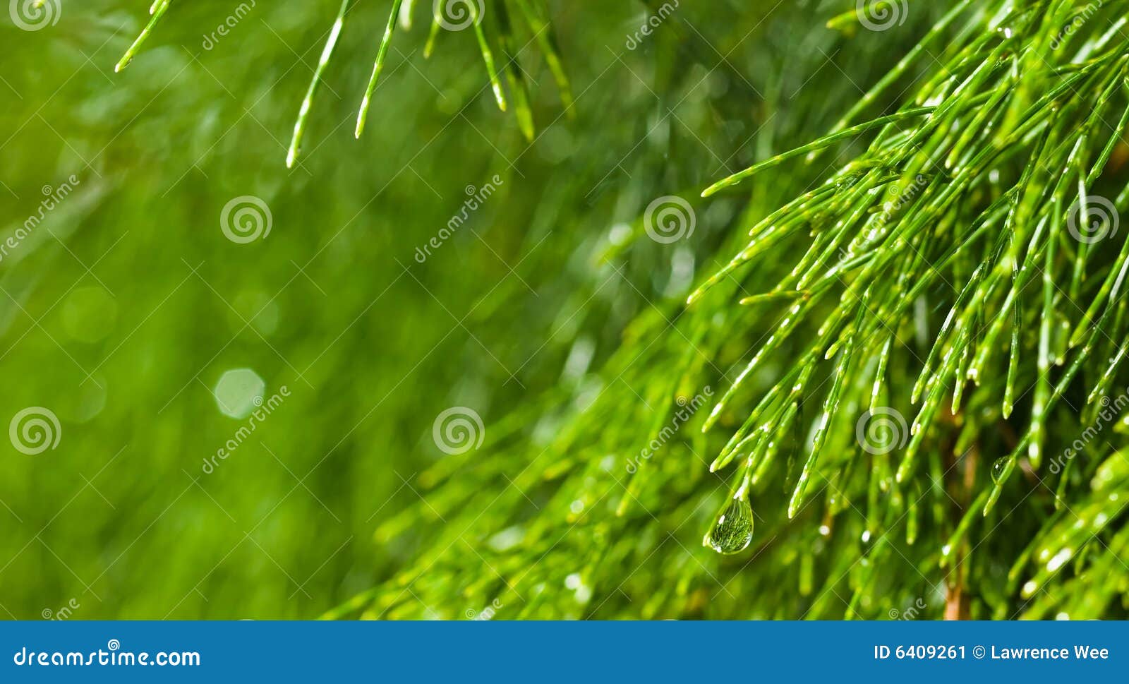 Wet Needle Shaped Leaves stock image. Image of nature - 6409261