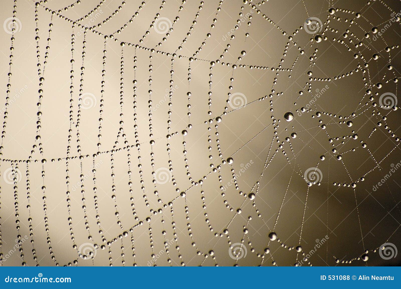 Wet Net (1) stock photo. Image of circle, mild, circular - 531088