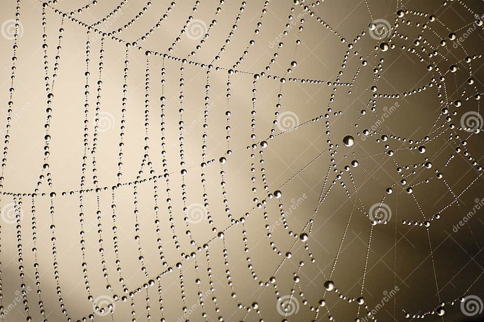 Wet Net (1) stock photo. Image of circle, mild, circular - 531088