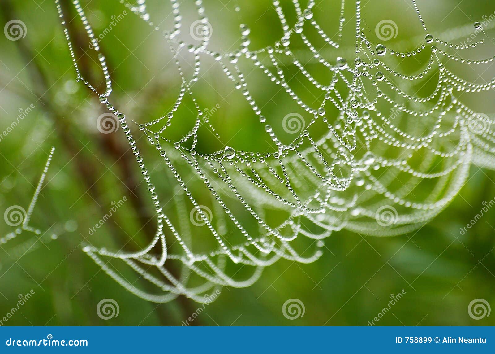 Wet Net 6 stock image. Image of arachnophobia, backdrop - 758899