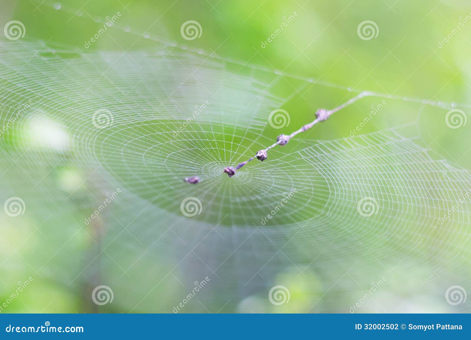 Wet net stock photo. Image of nature, waterdrop, design - 32002502