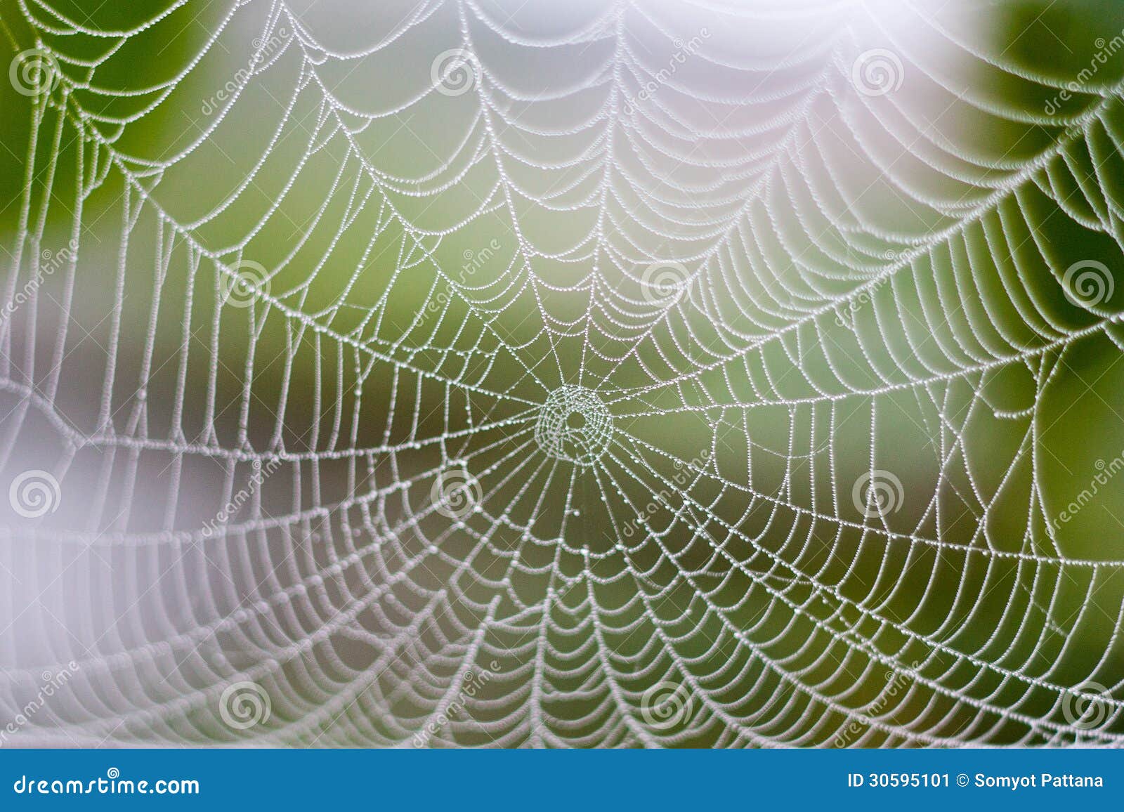 Wet net stock image. Image of team, macro, plant, isolated - 30595101