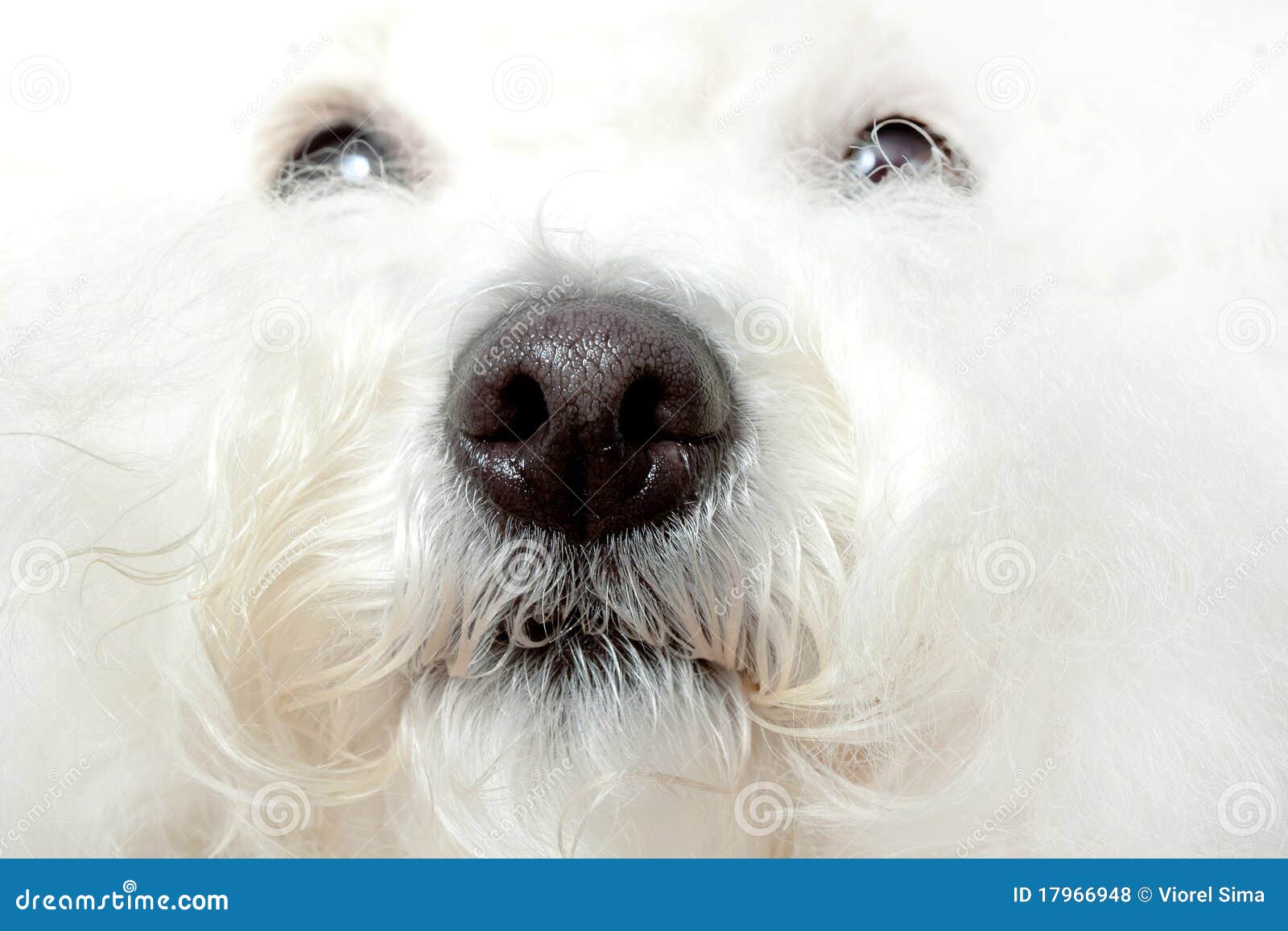 Wet nose of a bichon stock photo. Image of bichon, purebred - 17966948