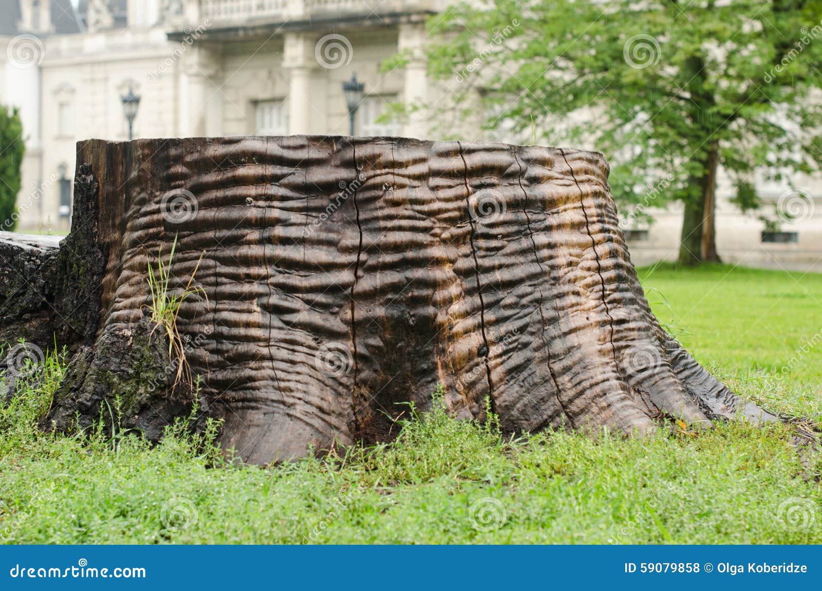Wet Old Tree Stump in the Park Stock Photo - Image of wooden, plant ...