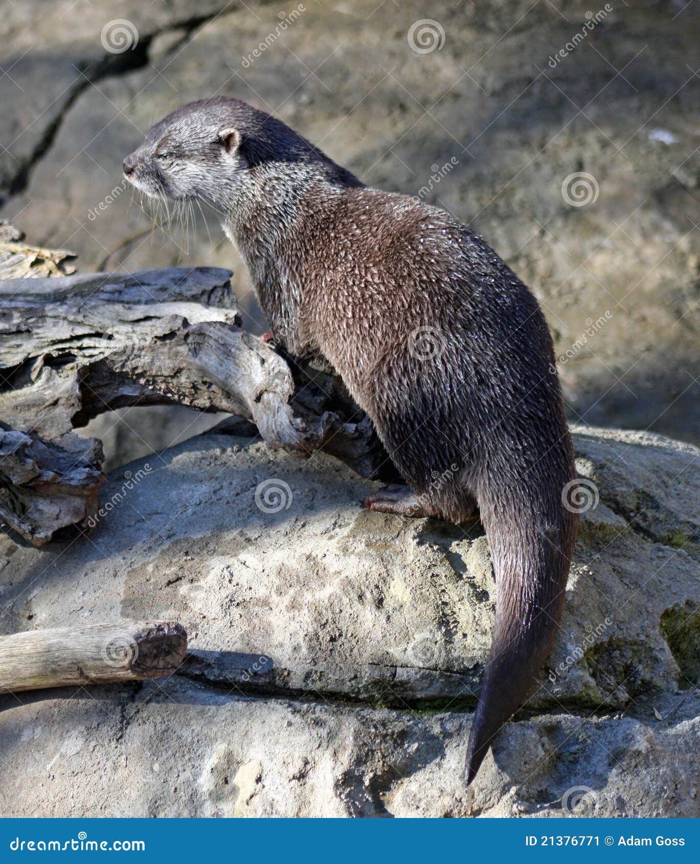 Wet Otter stock image. Image of aquatic, lutrinae, furry - 21376771