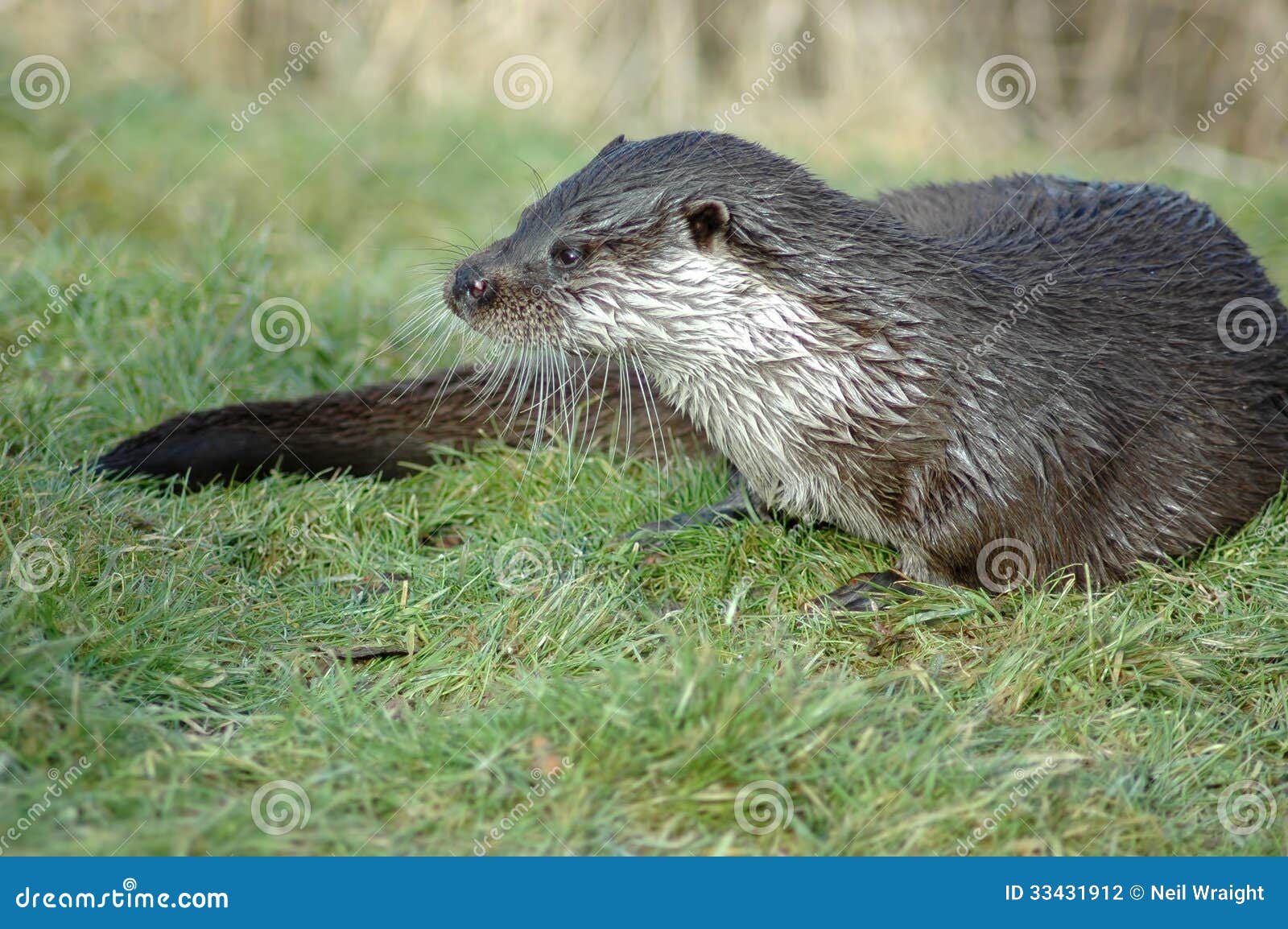Wet otter stock photo. Image of habitat, conservation - 33431912