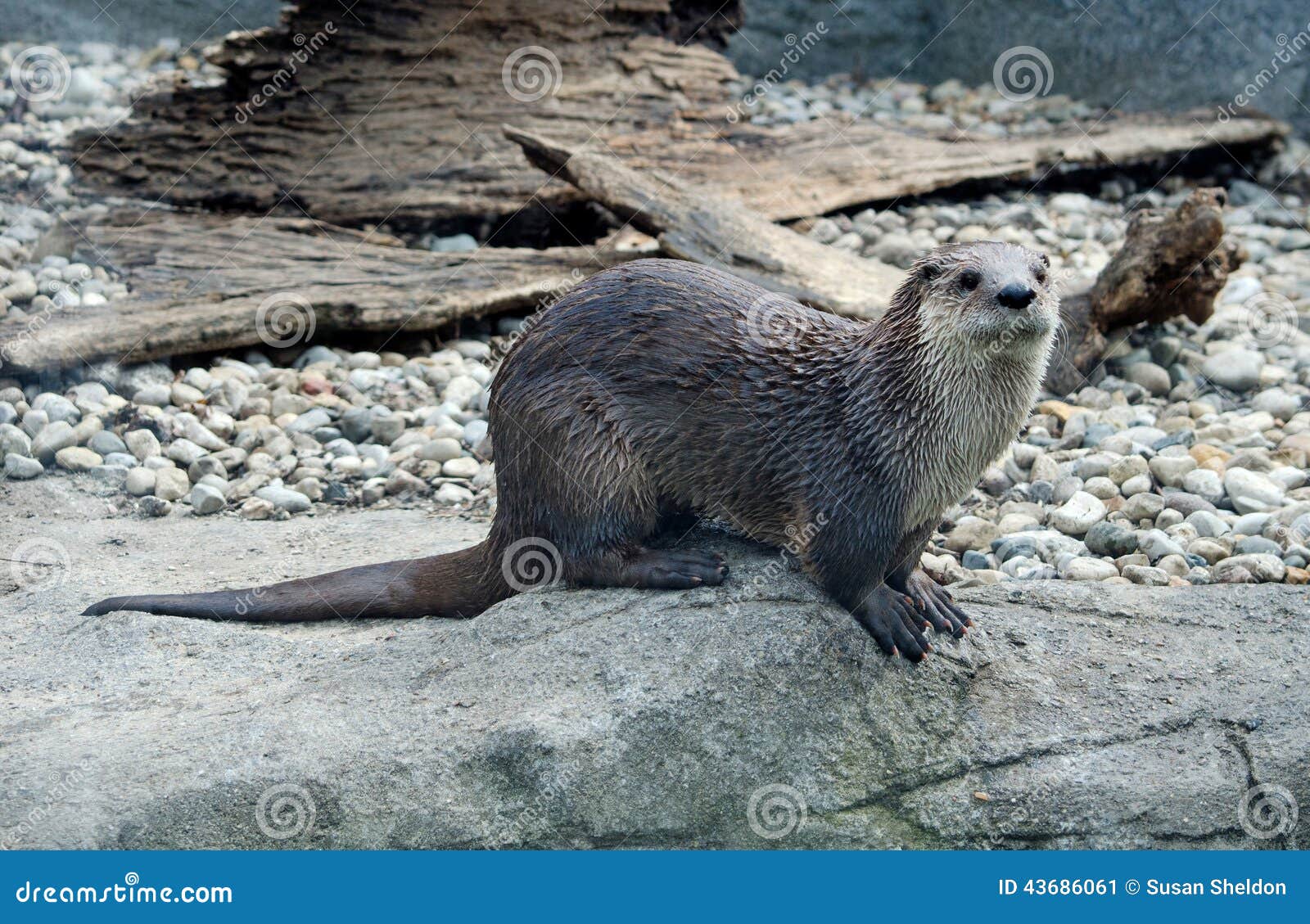 Wet otter stock image. Image of wildlife, whiskers, mammal - 43686061