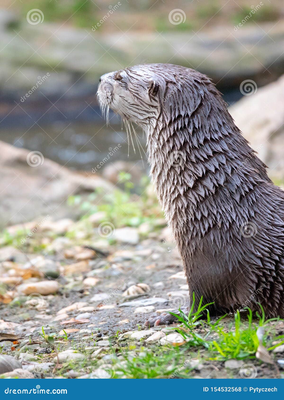 Wet Otter Sitting on the River Bank Stock Photo - Image of adorable ...