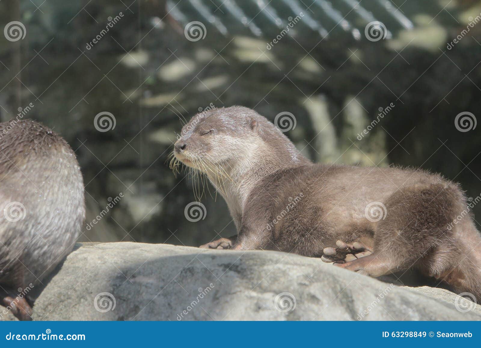 Wet Otter is Standing on a Stone Stock Image - Image of diving, ecology ...
