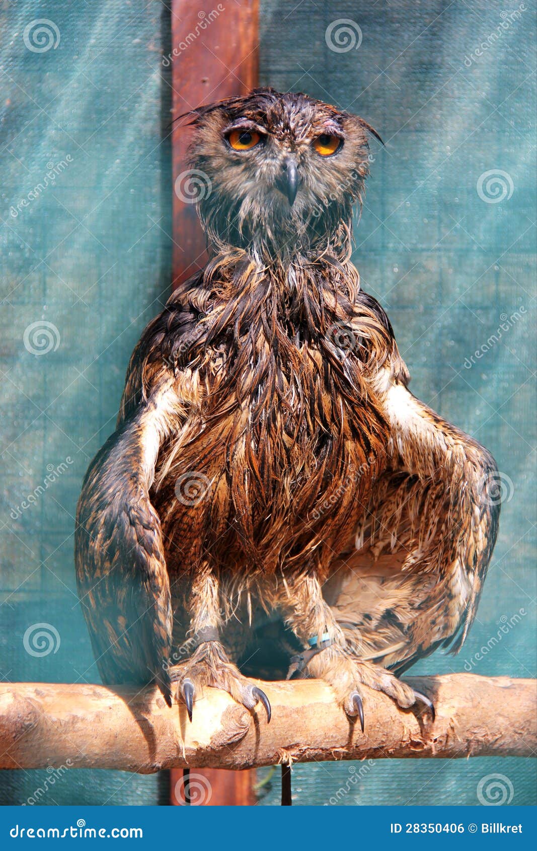 Wet owl stock photo. Image of nocturnal, obedient, attentive - 28350406