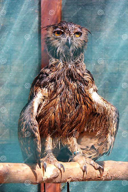 Wet owl stock photo. Image of nocturnal, obedient, attentive - 28350406