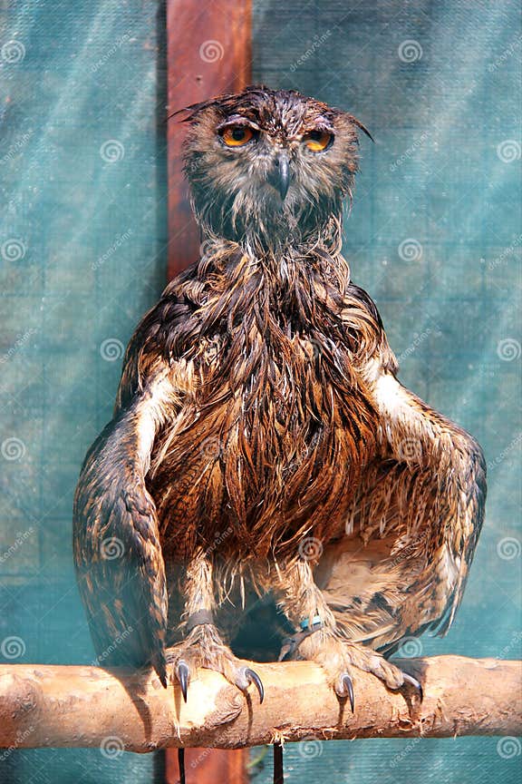 Wet owl stock photo. Image of nocturnal, obedient, attentive - 28350406
