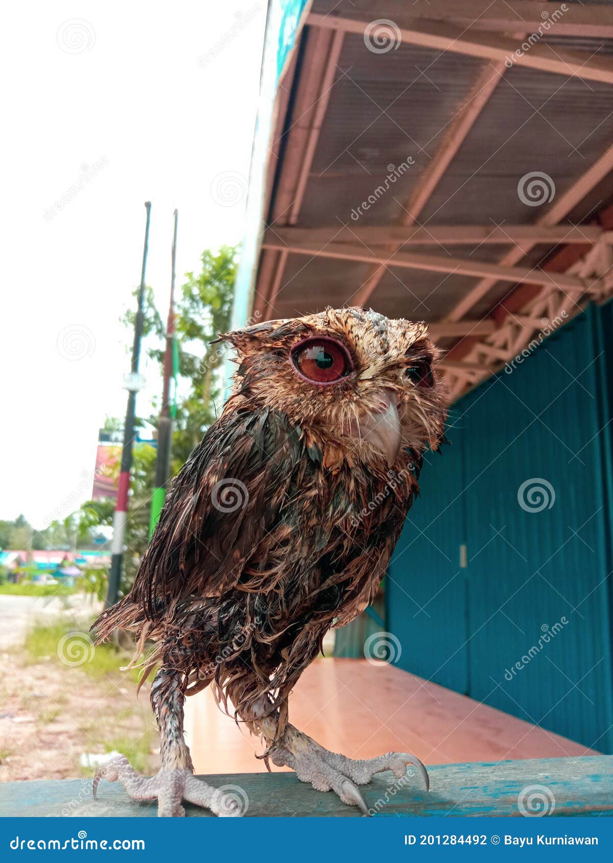 Wet owl after bathing stock photo. Image of animal, bathing - 201284492