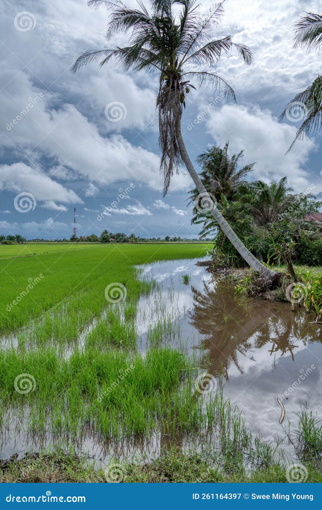 The Wet Paddy Field Farm Scene after the Rain Stock Image - Image of ...