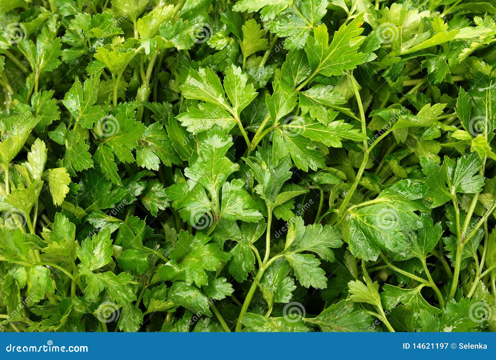 Wet parsley stock image. Image of grow, fresh, horticulture - 14621197