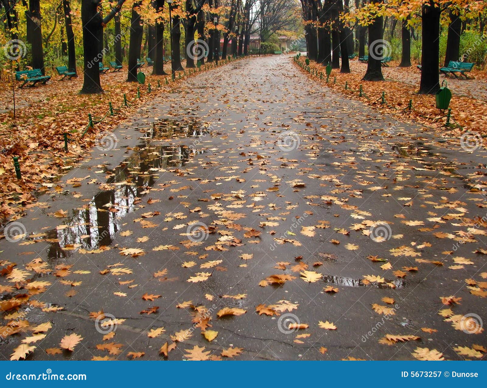 Wet Path Covered with Fallen Leaves Stock Image - Image of fallen, fall ...
