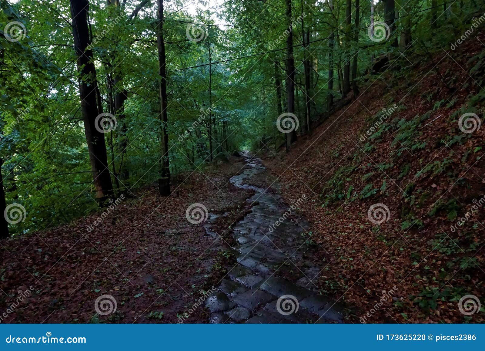 Wet Path through the Forest on Koenigstein Hill Stock Photo - Image of ...