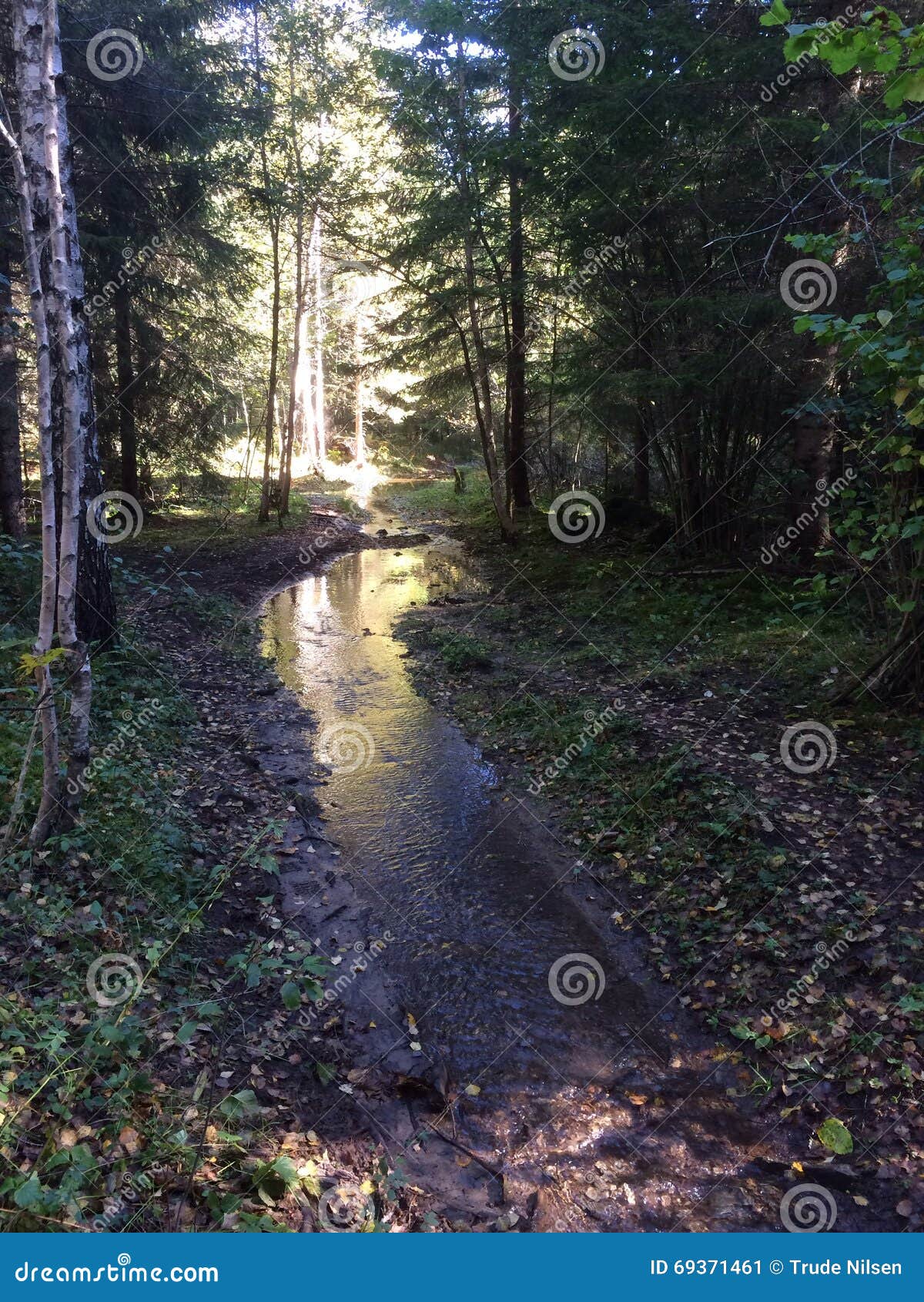 Wet path stock image. Image of path, woods, vegetation - 69371461